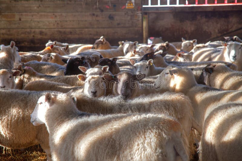 Sheep in a barn stock image. Image of snout, north, fock - 22248369