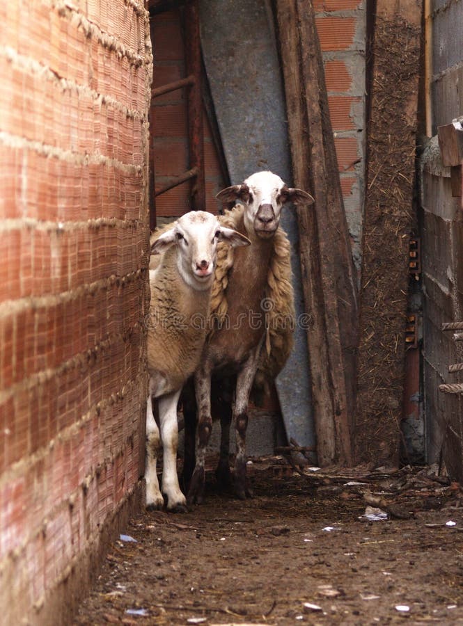 Old Sheep Barn Stock Photos - Download 770 Royalty Free Photos