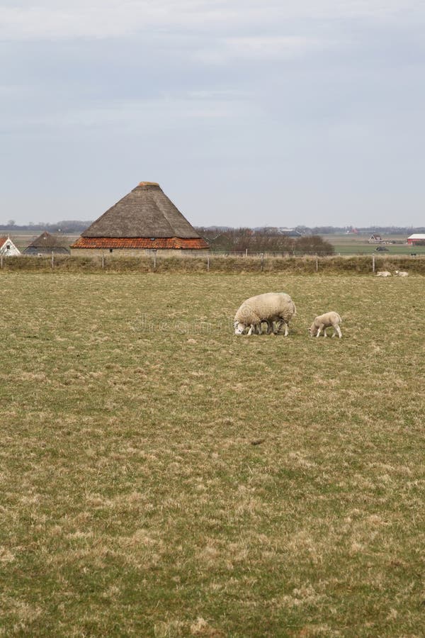 Sheep Barn - 1 stock photo. Image of island, green, nature - 30893006