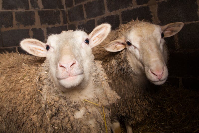 Sheep in the barn stock image. Image of look, countryside - 48999347
