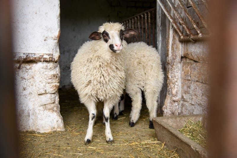 Sheep in barn stock photo. Image of meadow, rural, merino - 78482196