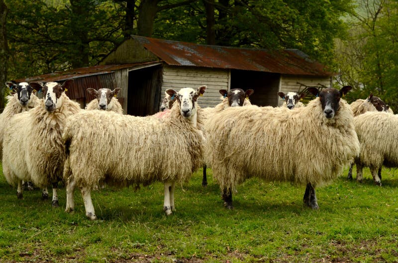 Sheep and Barn stock photo. Image of mutton, group, lamb - 31568948