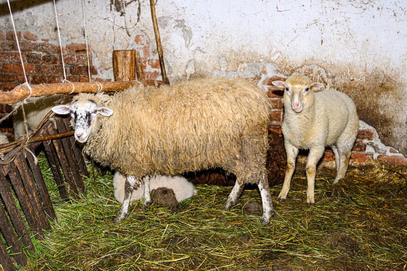 Sheep in a Barn. Sheep in the Pen. Stock Image - Image of outdoors ...
