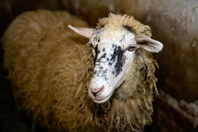 Sheep in a Barn. Sheep in the Pen Stock Image - Image of farm, curious ...