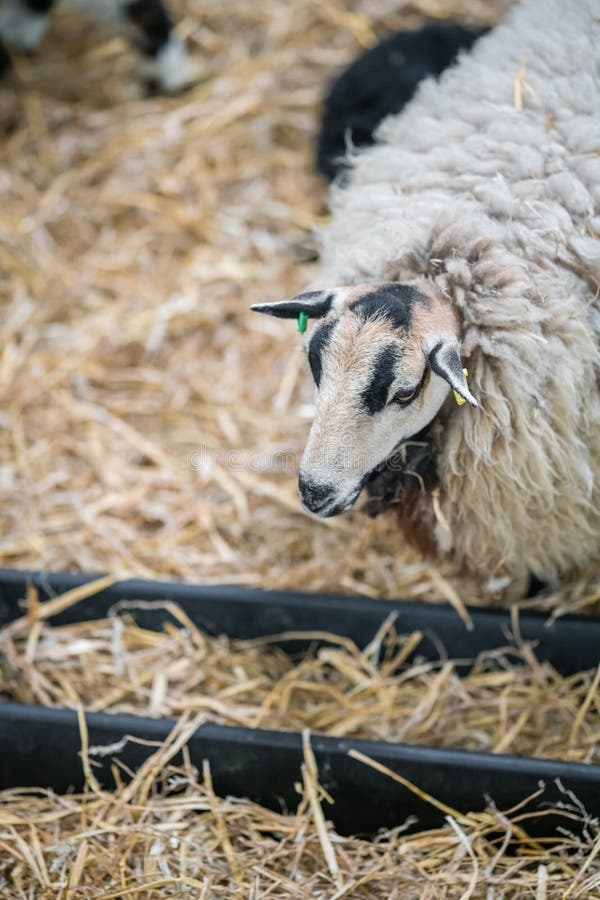 Tired sheep stock image. Image of pride, field, head - 28421343