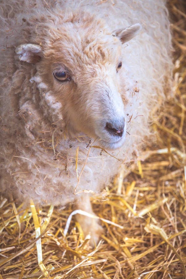 Tired sheep stock image. Image of pride, field, head - 28421343