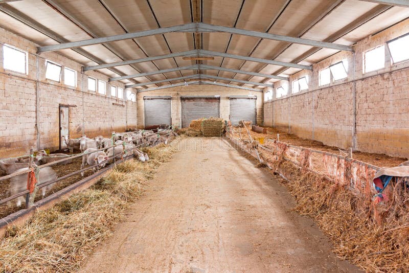 Sheep barn with straw stock image. Image of feed, flock - 62440971