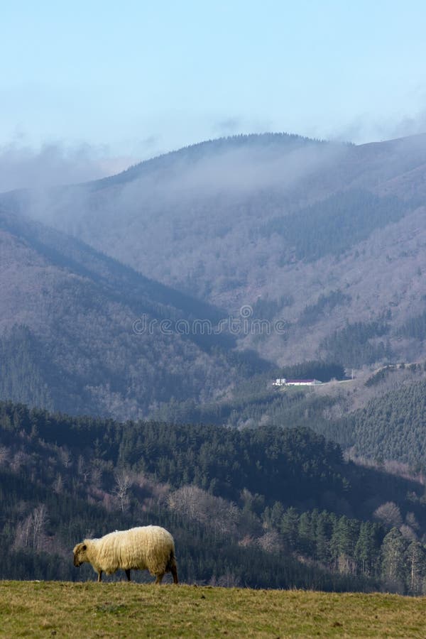 Sheep in Basque Mountains Spain Stock Image - Image of green, animal ...