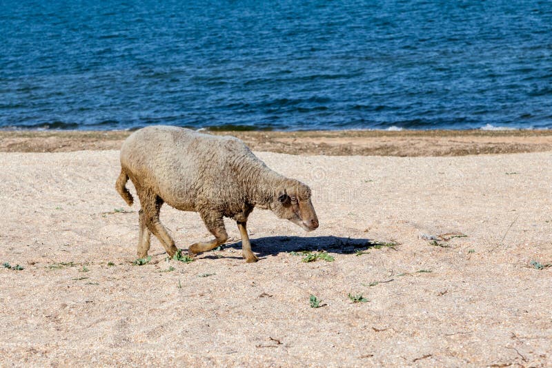 A sheep on the beach stock photo. Image of pasturage - 103182016