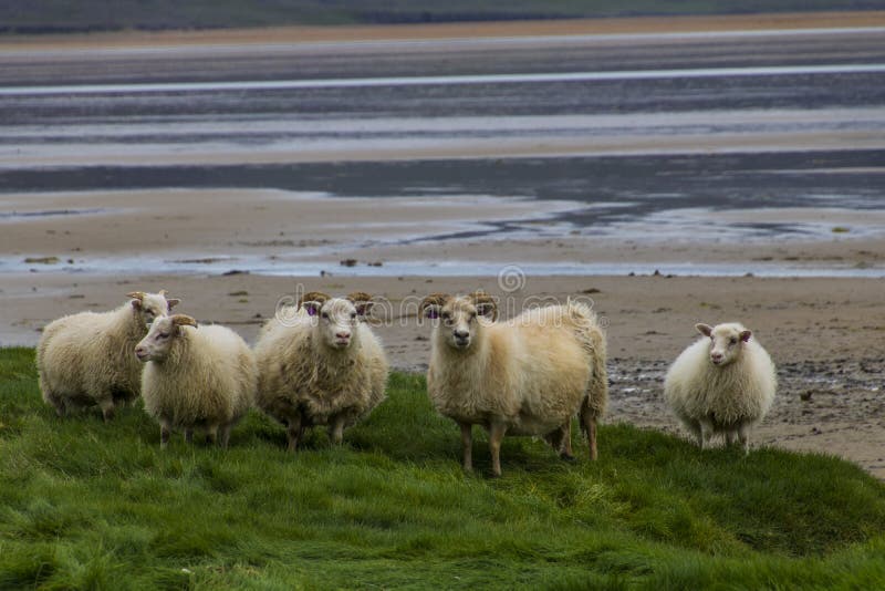 Sheep on the beach stock photo. Image of pasture, europe - 163420404