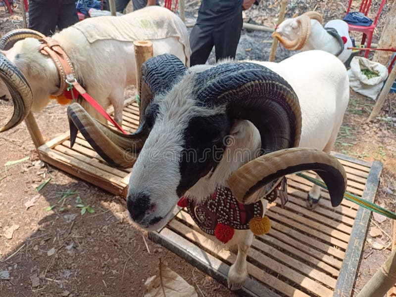 Sheep with Beautiful Horns and Decorations Around Their Necks at a ...