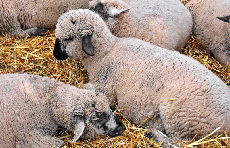 Scared Sheep stock photo. Image of feed, flock, fearful - 1632486