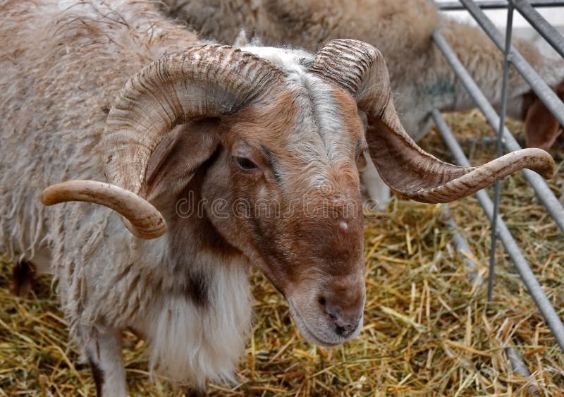 Scared Sheep stock photo. Image of feed, flock, fearful - 1632486