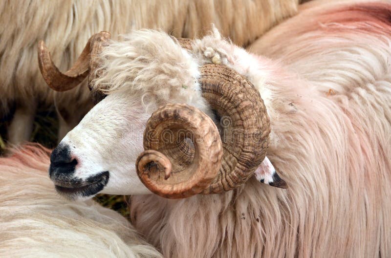 Sheep stock image. Image of farming, closeup, outdoor - 81861027