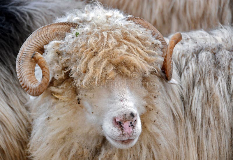 Sheep stock photo. Image of head, bangs, field, grass - 80035606