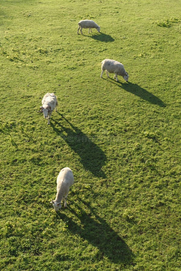 1,050 Sheep Shadows Stock Photos - Free & Royalty-Free Stock Photos ...
