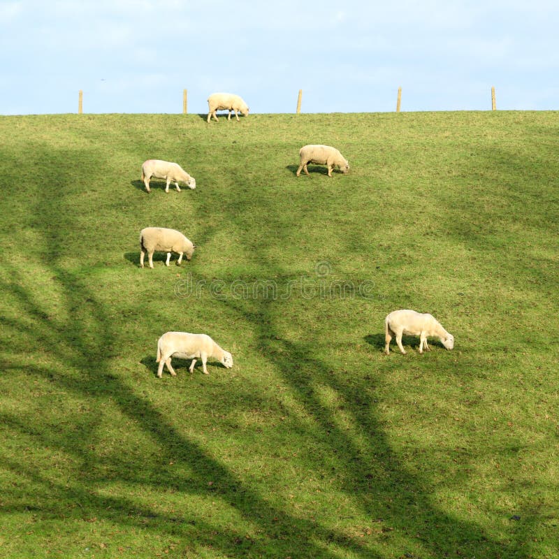 Sheep stock photo. Image of green, shadows, industry - 65332146