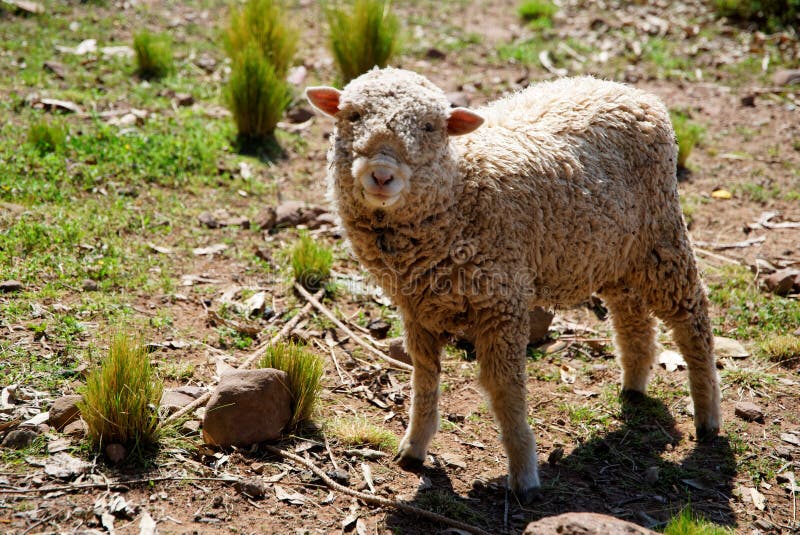 Sheep beeing curious stock photo. Image of isla, cloud - 116399136