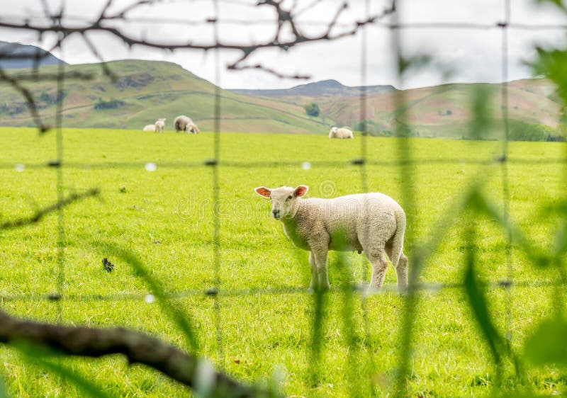 Sheep behind barbed wire stock image. Image of meadow - 74134773