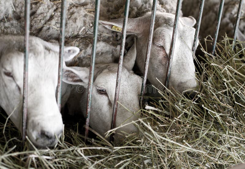 Sheep behind bars stock image. Image of livestock, closed - 54587253