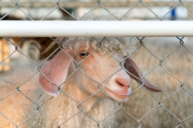 Sheep behind the cage stock photo. Image of natural, wool - 65596534