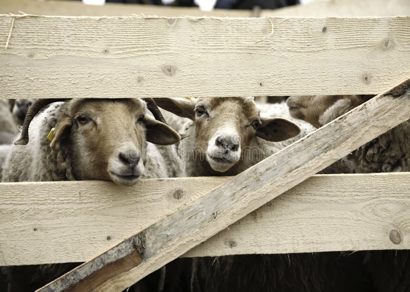 Sheep behind fence stock photo. Image of mammal, farm - 8809386