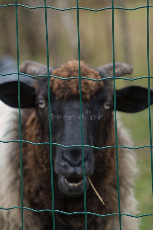 Sheep Behind the Fence in a Farm Stock Photo - Image of rural, farm ...