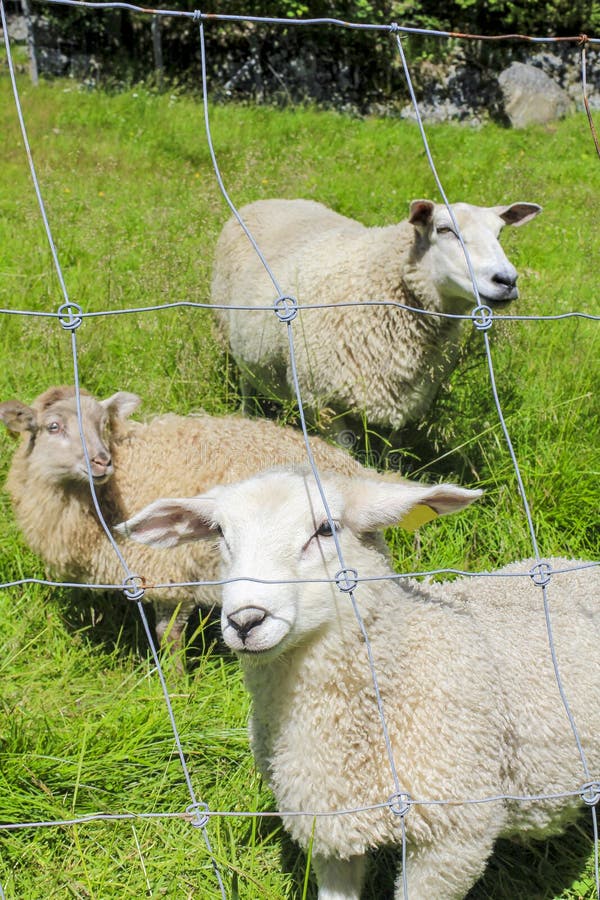 Sheep Behind Fence in a Meadow, Hemsedal, Viken, Norway Stock Photo ...