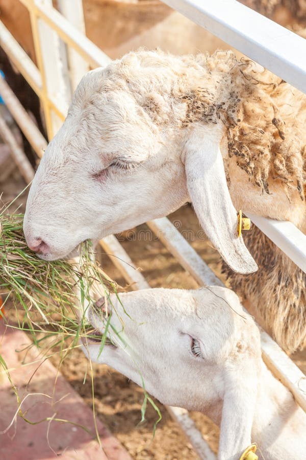 Sheep Behind the Fence Stable in Farm. Stock Photo - Image of ...
