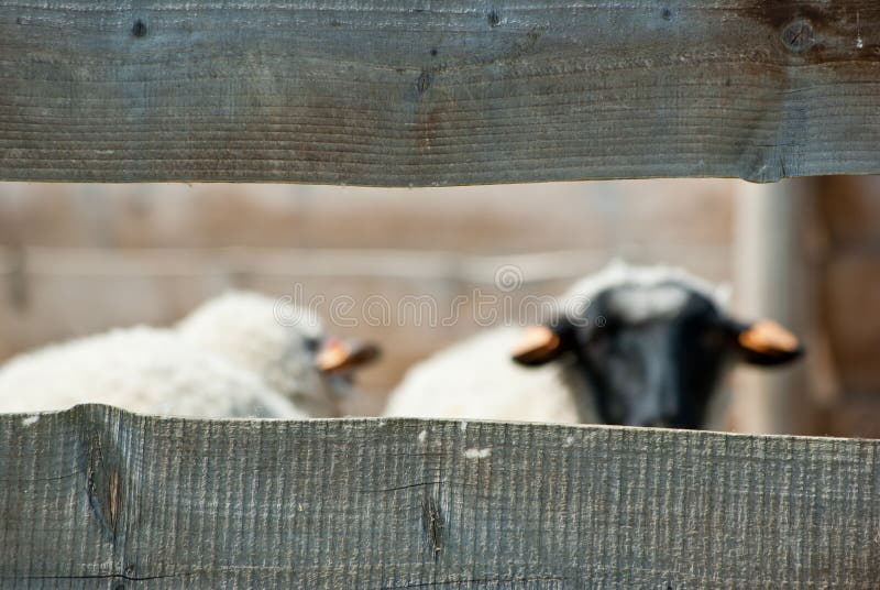 Sheep behind a fence stock photo. Image of wooden, domestic - 40570202