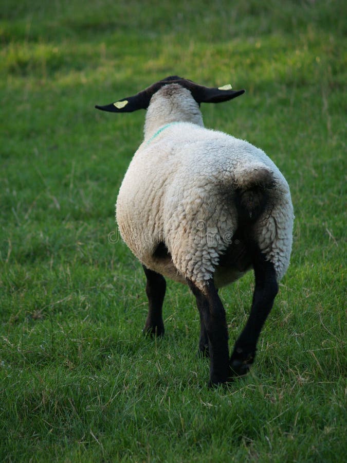 Sheep from behind stock photo. Image of farm, animal - 44386384