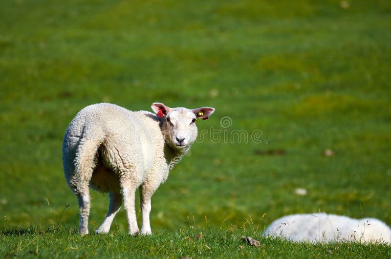 Sheep from a behind stock image. Image of livestock, sheep - 36111717