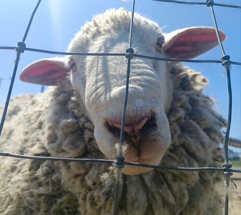 Sheep Behind a Wire Fence Looking at the Camera Stock Image - Image of ...