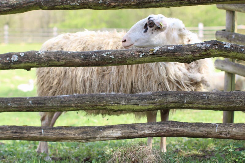Sheep behind Wooden Fence stock photo. Image of wooden - 72451372