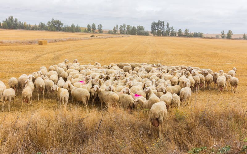 Sheep being grazed. stock image. Image of farming, outdoor - 176299171