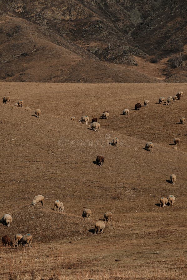 Sheep Being Herded Enjoy Grazing Dry Meadow on the Slopes of Hillside ...