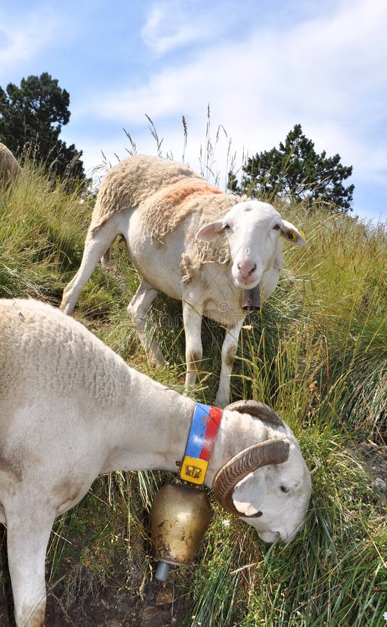 Sheep with a Bell Around His Neck Stock Image - Image of mountain, bell ...
