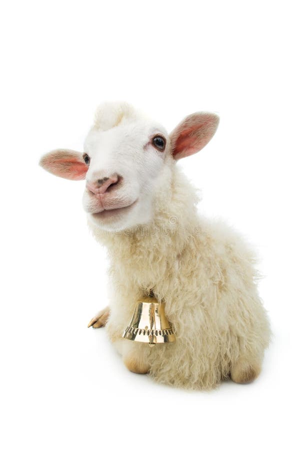 564 Cartoon Sheep Drawing Stock Photos - Free & Royalty-Free Stock ...