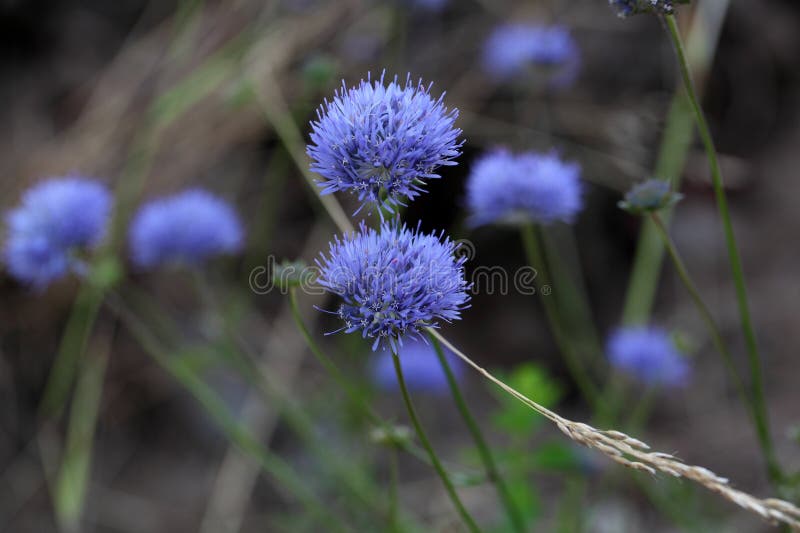 Sheep Bit Scabious (Jasione Montana) Stock Image - Image of buttons ...