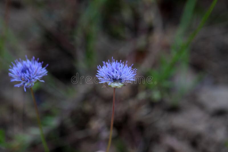 Sheep Bit Scabious (Jasione Montana) Stock Photo - Image of nature ...