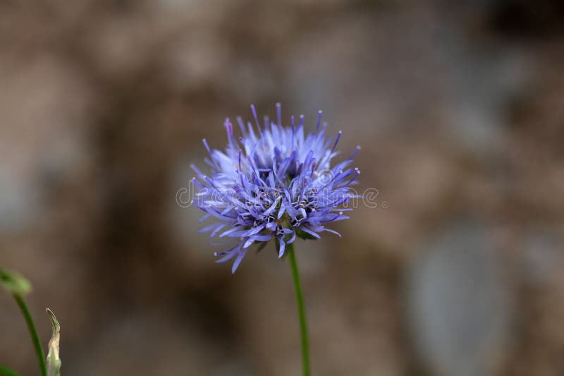 Sheep Bit Scabious (Jasione Montana) Stock Image - Image of buttons ...