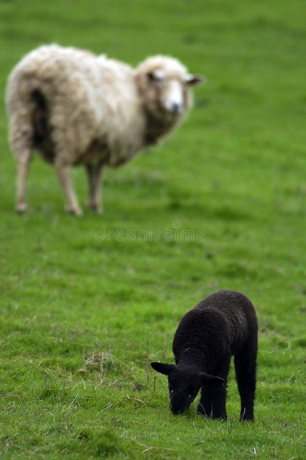 Sheep black stock image. Image of grass, wool, australia - 1716323