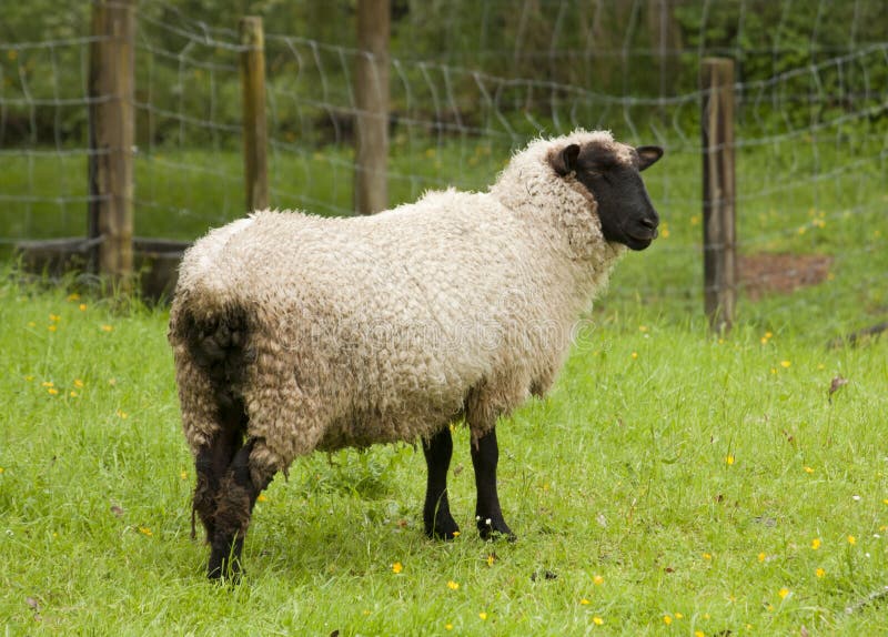 Sheep with black face stock image. Image of green, farming - 35653365