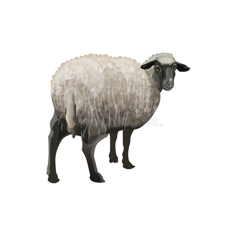 Suffolk Sheep Stock Illustrations – 257 Suffolk Sheep Stock ...