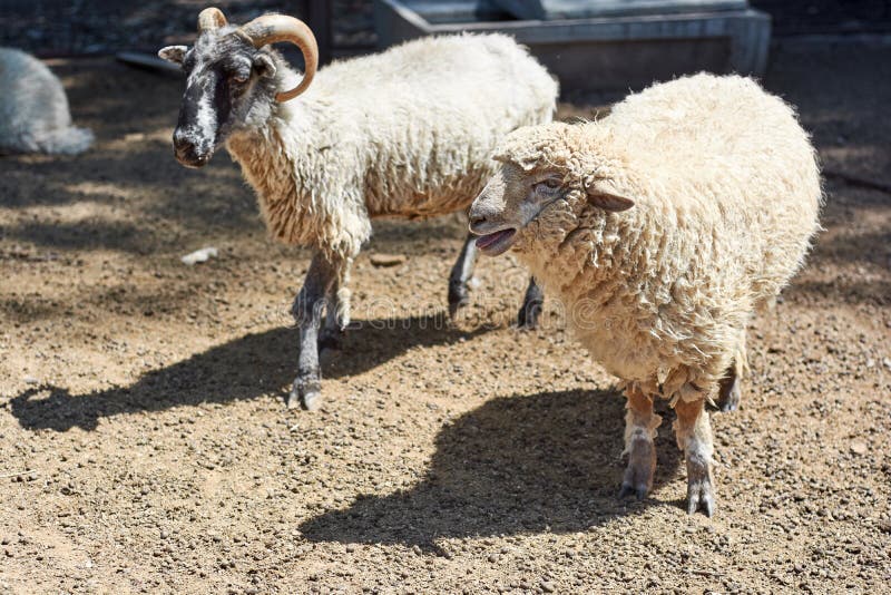A Sheep Bleating And Ram Standing In The Corral At Farm Stock Photo ...