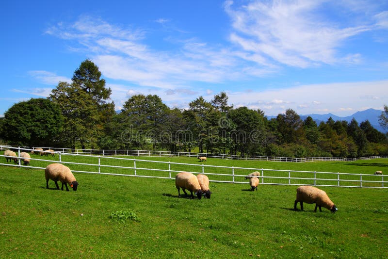 186 Sheep Tableland Stock Photos - Free & Royalty-Free Stock Photos ...