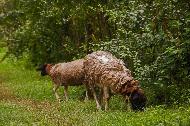 Sheep in the Blueberries 14365 Stock Image - Image of green, highlands ...