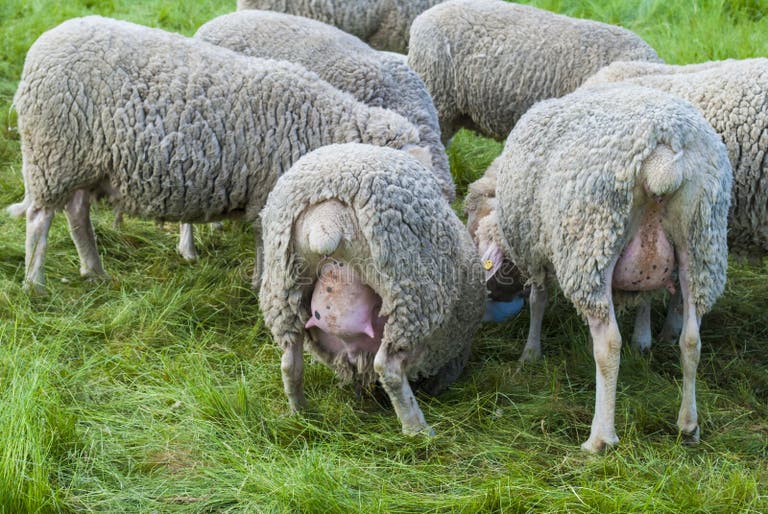 Sheep Bottom stock image. Image of sheep, lambs, wool - 41328283