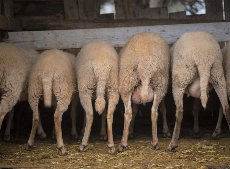 Sheep Bottoms at Feeding Trough Stock Photo - Image of flock, farming ...