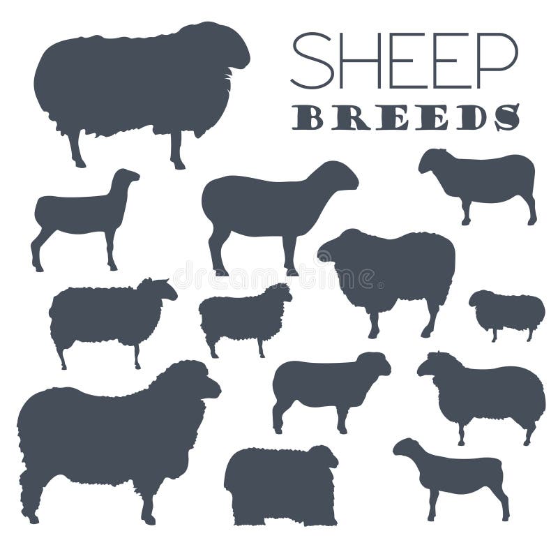 Suffolk Sheep Ram Stock Illustrations – 178 Suffolk Sheep Ram Stock ...
